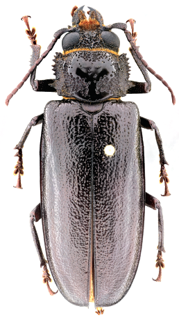 Coleoptera Cerambycidae Prioninae Physopleurus antonkozlovi